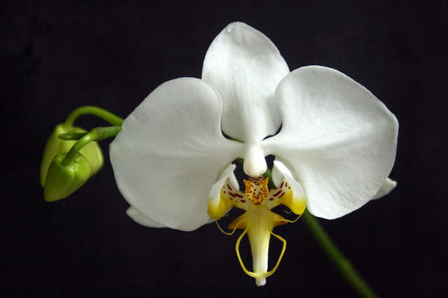 Klasifikasi Anggrek Bulan Phalaenopsis Amabilis Intisains