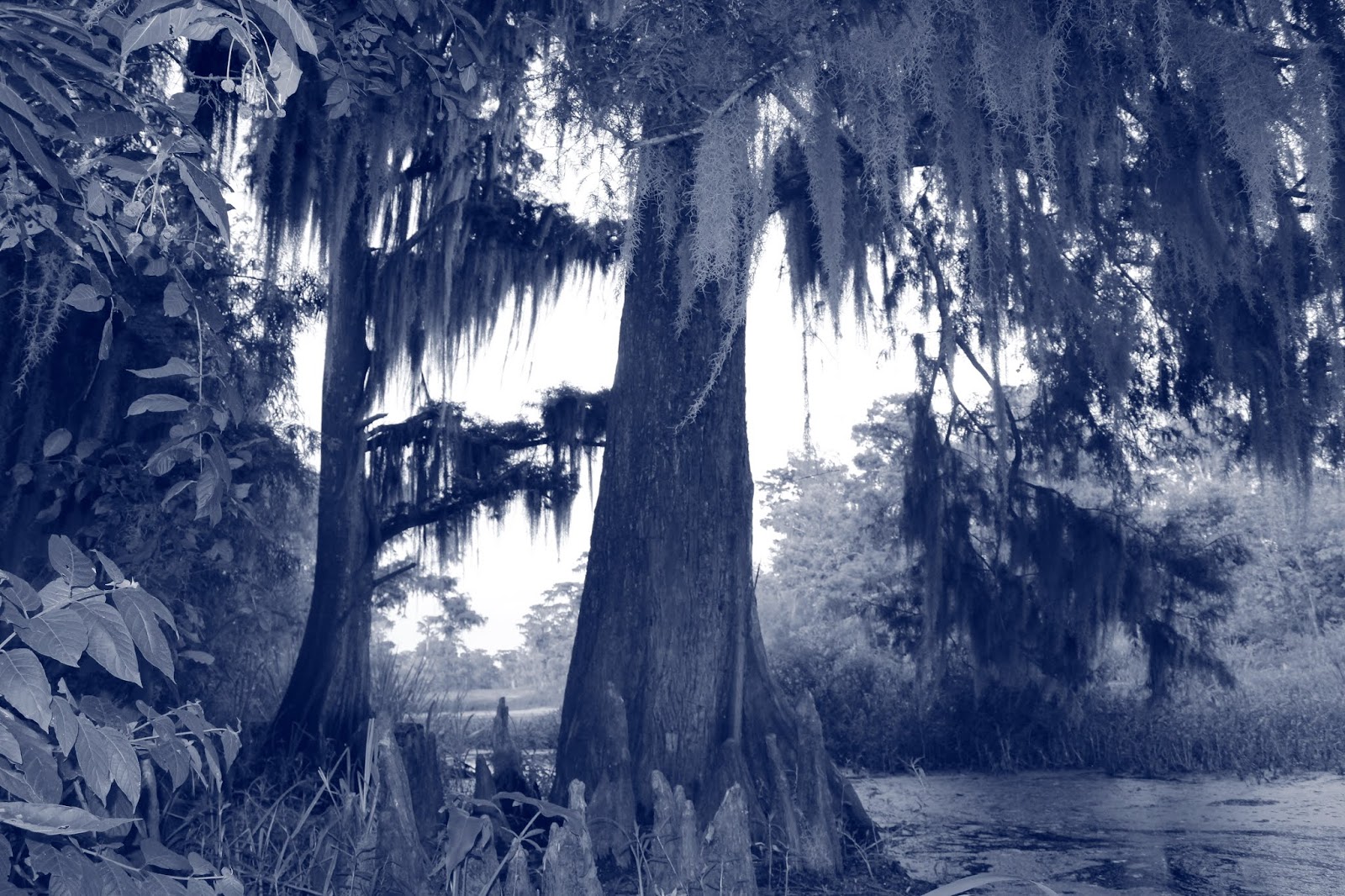 Hollier on da Bayou: Swamp Legends, Voodoo Queen of Manchac Swamp ...