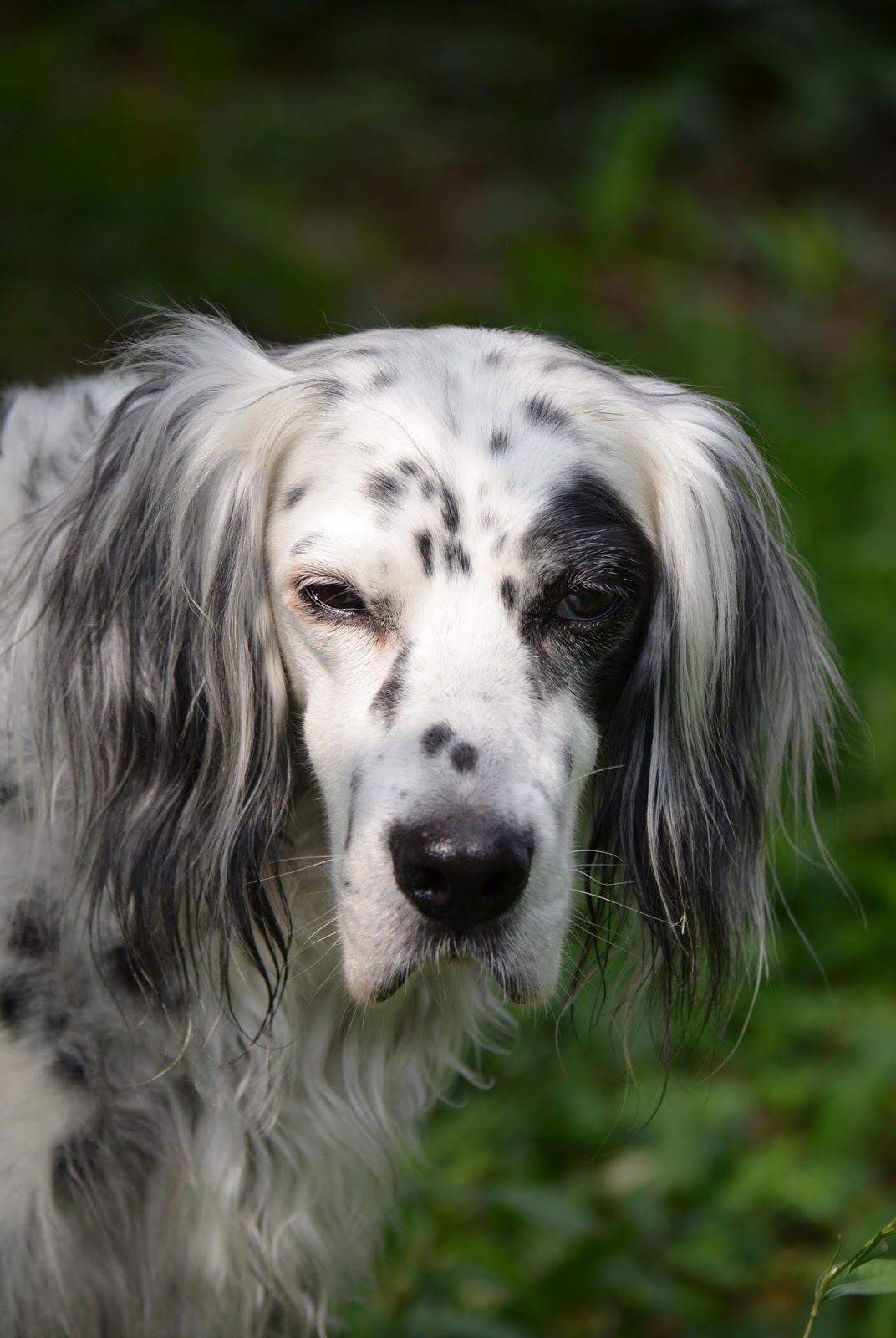 Gundog rescue Claire: That quizzical look