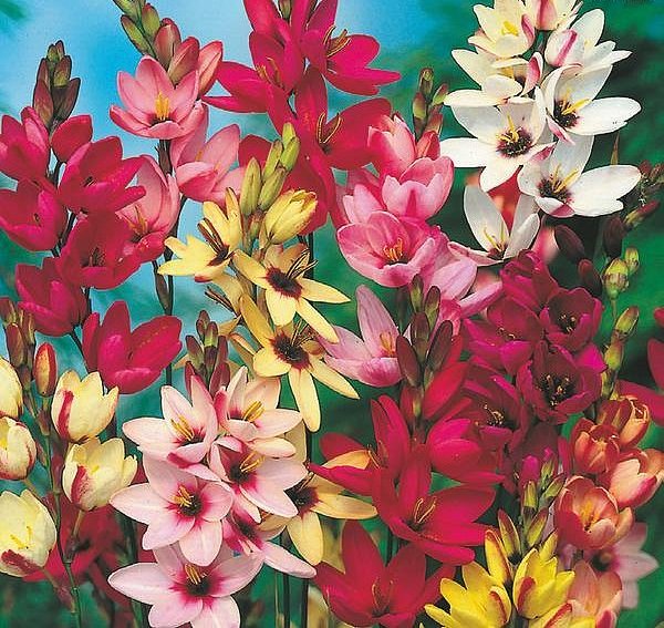 FLOWERS ENCYCLOPAEDIA: Ixia flower