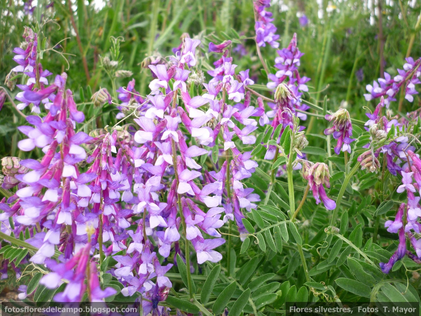 Flores y plantas silvestres: " Vicia villosa ". Vezo piloso, Arvejilla ...