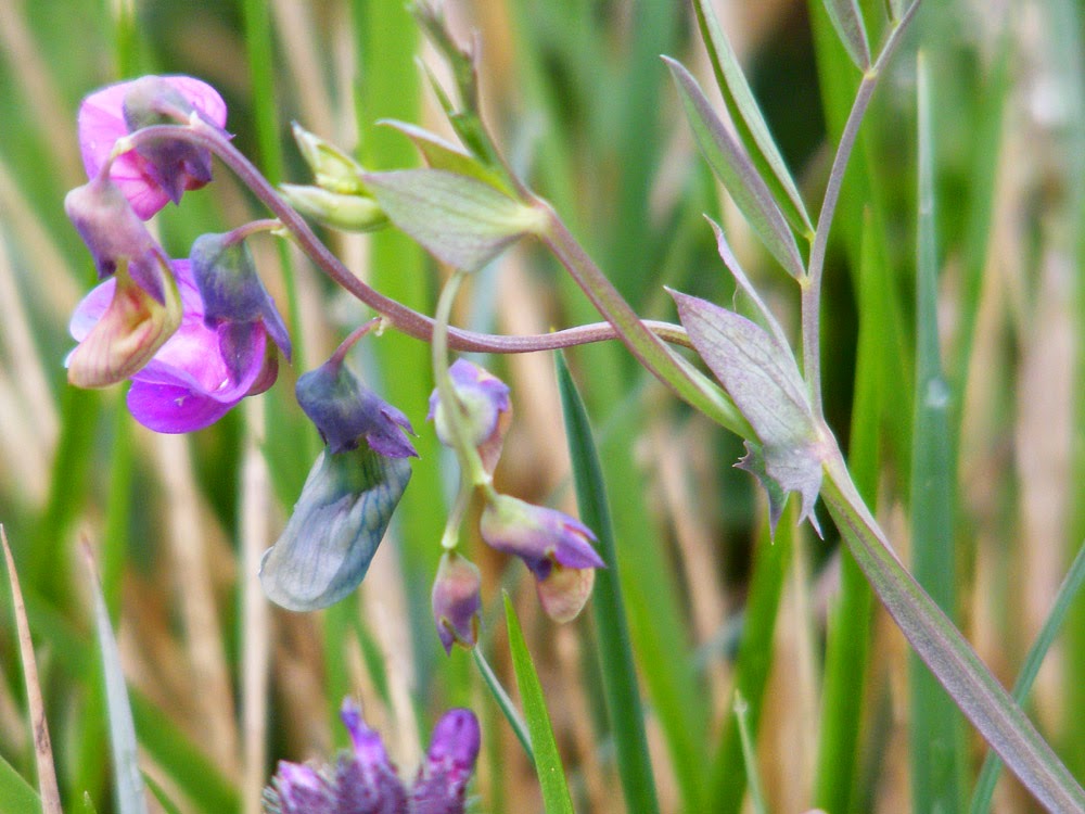 Days on the Claise: Bitter-vetch