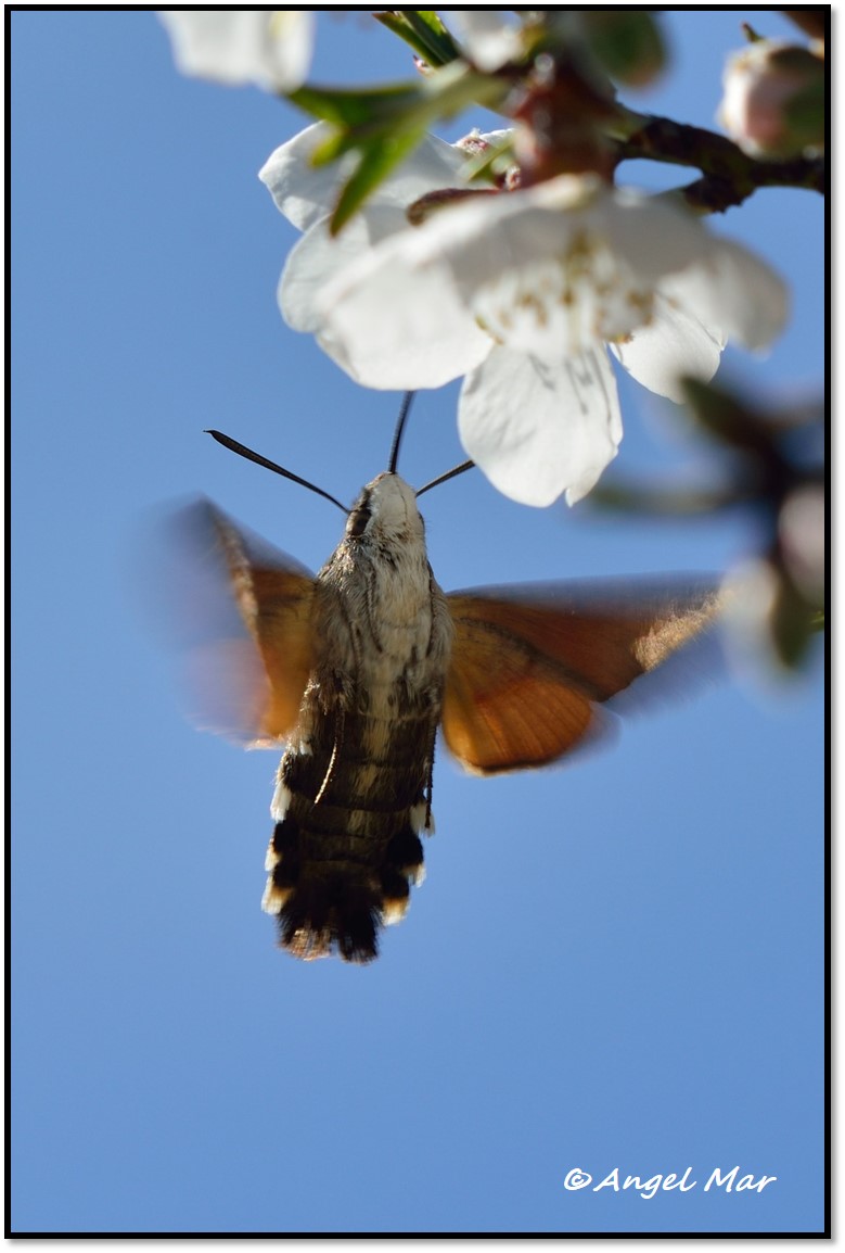 Butterflies and Dragonflies: Macroglossum stellatarum (Polilla Esfinge ...