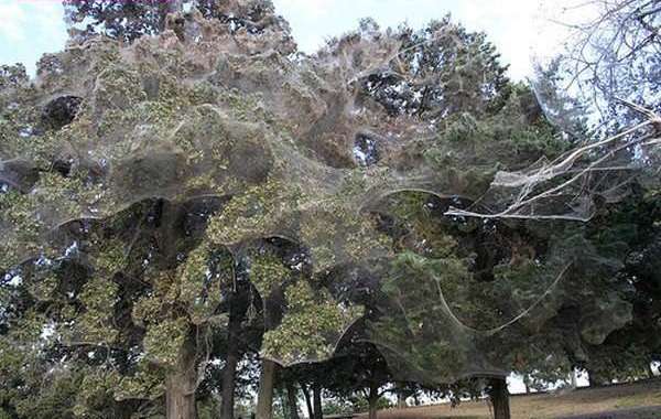 Sarang-sarang hewan paling menakjubkan ~ Sahabat Informasi