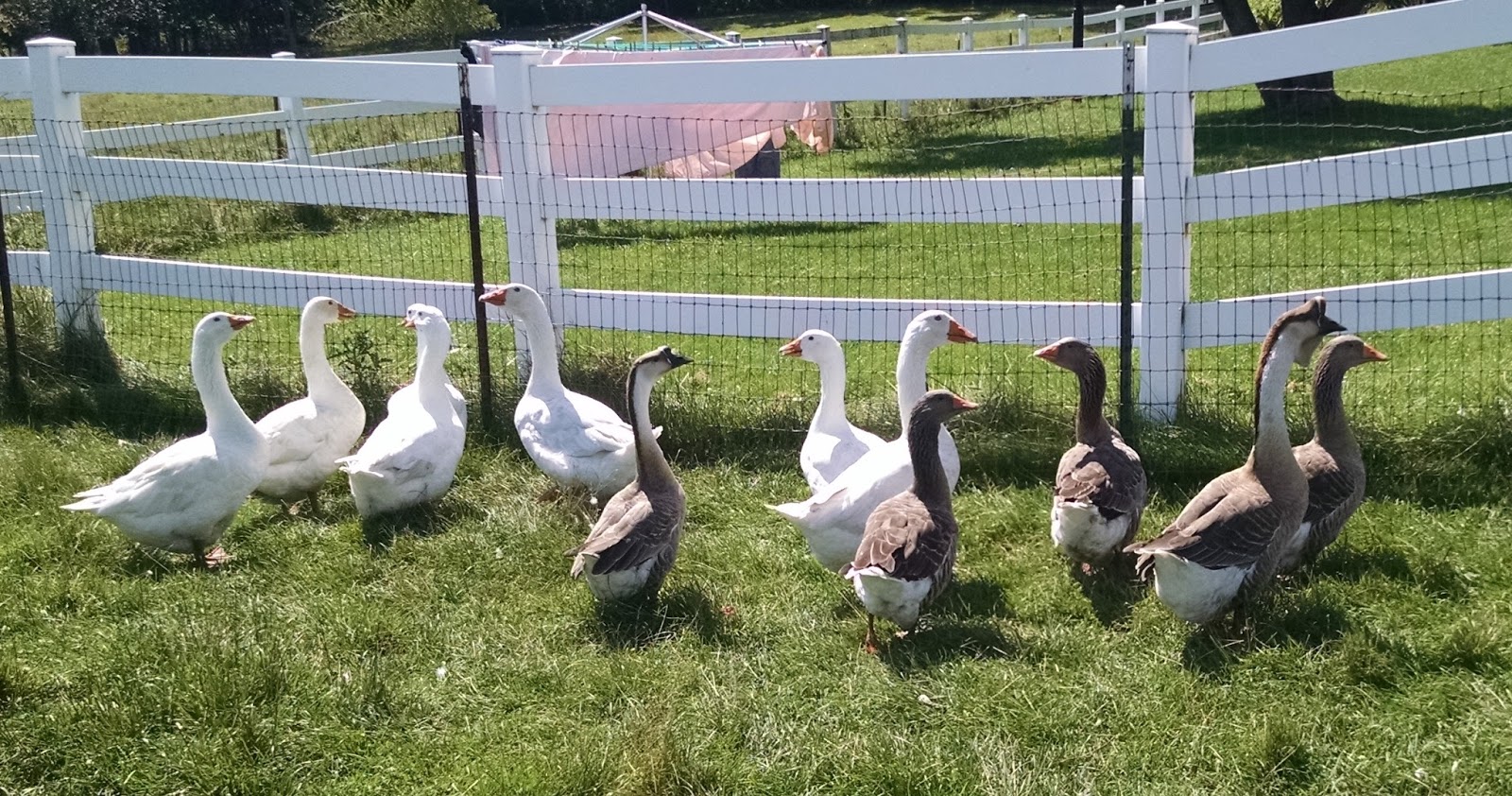 The Yeoman Farmer: How the [Old] Goose is Cooked