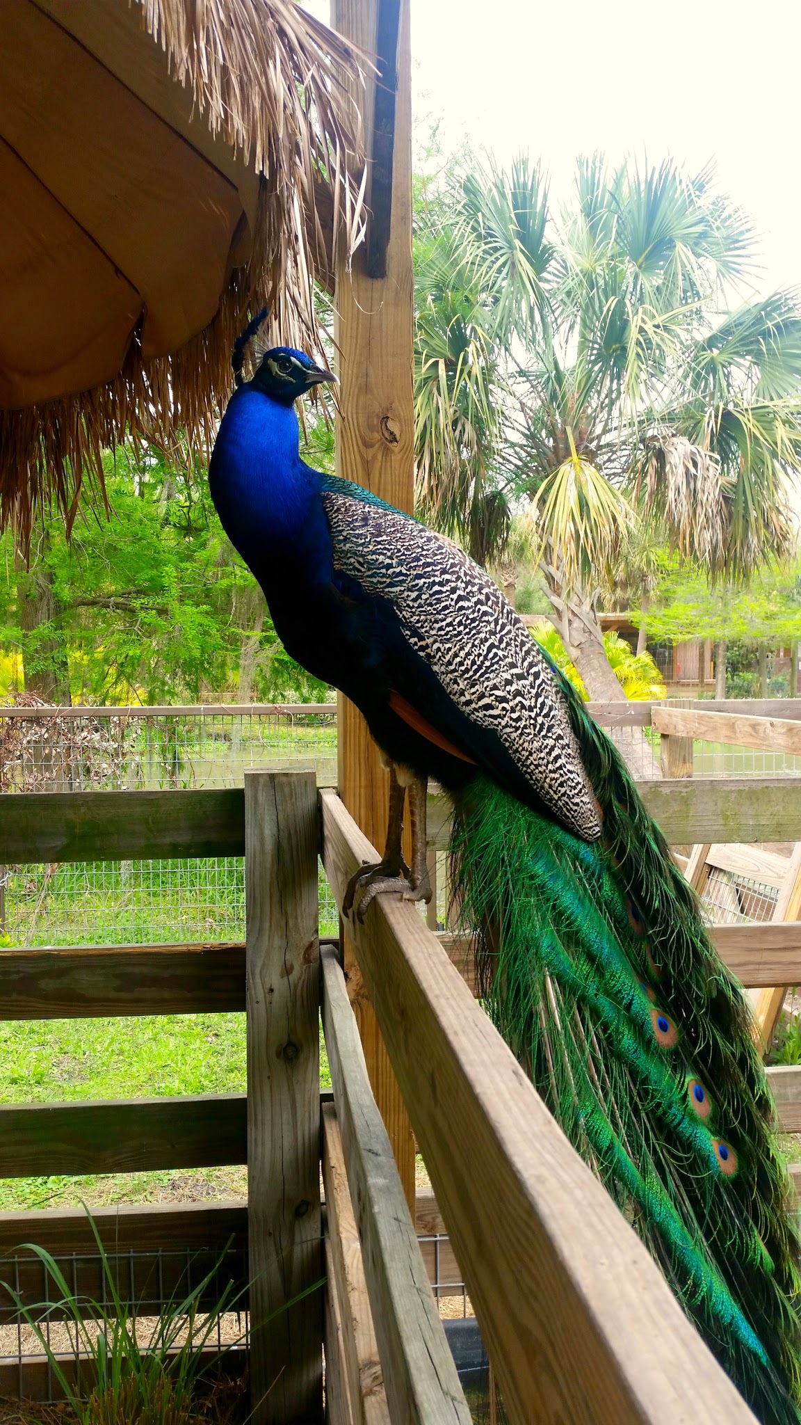 Travel to Wild Florida Wildlife Park - The Western New Yorker
