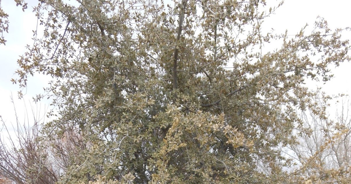 Trees That Please Nursery