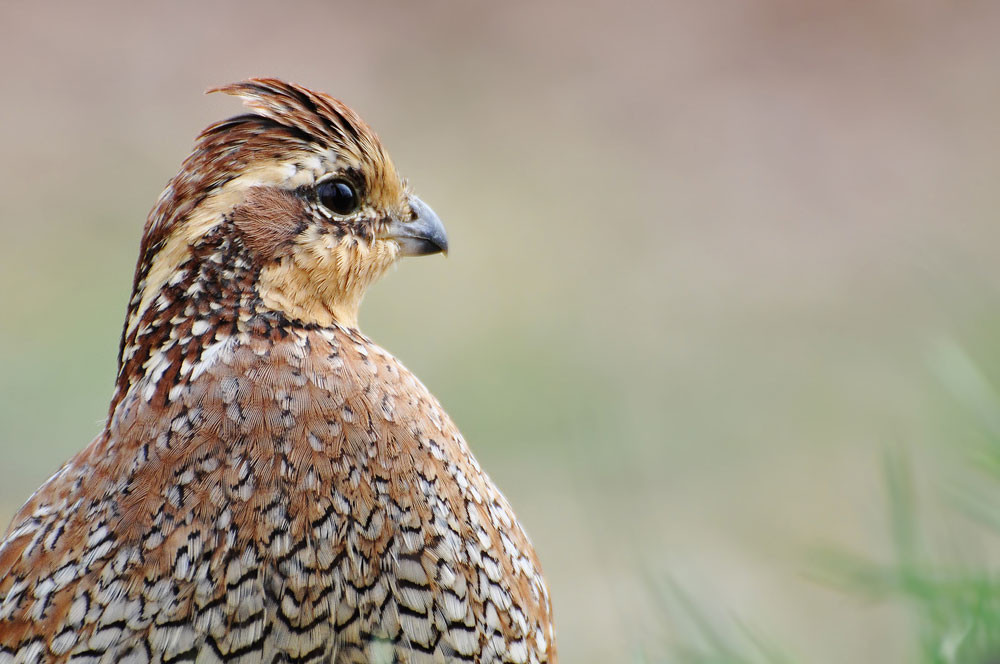The Quail Farming Business Plan For Those Who Want To Be Part Of This ...