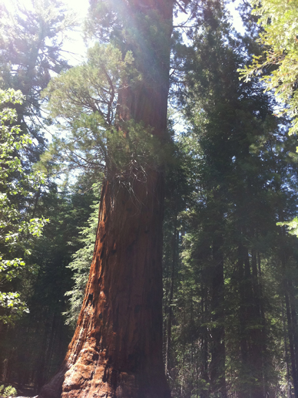 MuleTrail: Seeking The George Bush Tree 7-17-11