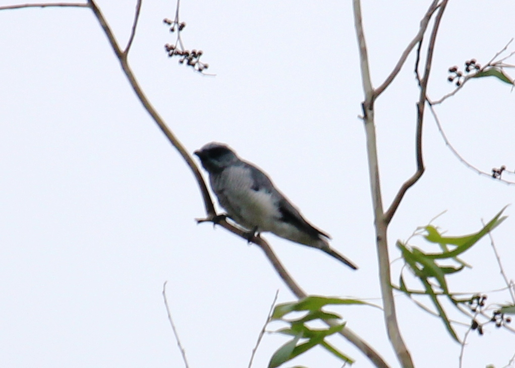 Neil's Daily Bird: 144 : Large Cuckooshrike