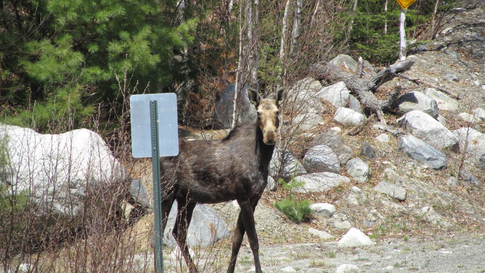 Tomcat's Outdoor Adventures: Moose Mayhem on Mountain Bike Ride and ...