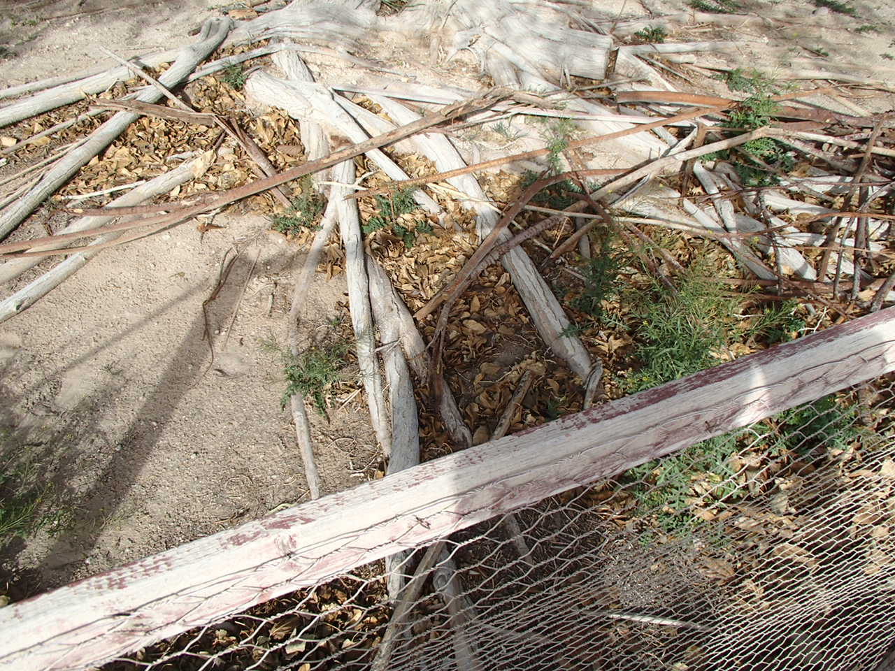 Xtremehorticulture of the Desert: Mulberry Trees Are Very Tolerant of ...