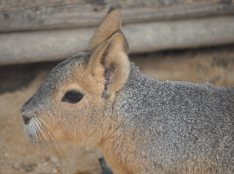 ZOOTOGRAFIANDO (6.100 ANIMALS): MARA DE LA PATAGONIA / PATAGONIAN MARA ...