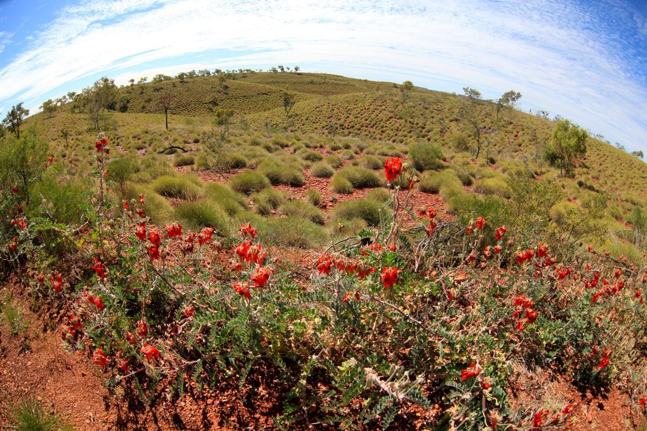 Schoers' Travels: THE PILBARA - RED ROCKS BLOOMING