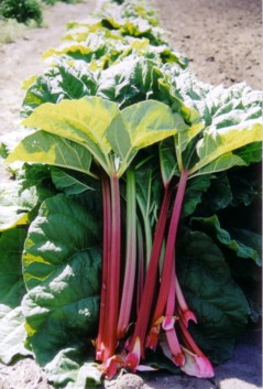 2012 Campbell River Video Compost Challenge: Composting Tip: Rhubarb Leaves