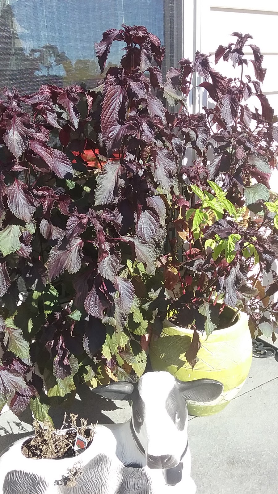 Grandma Linda's Daydreams: An Unusual Cup of Perilla Tea