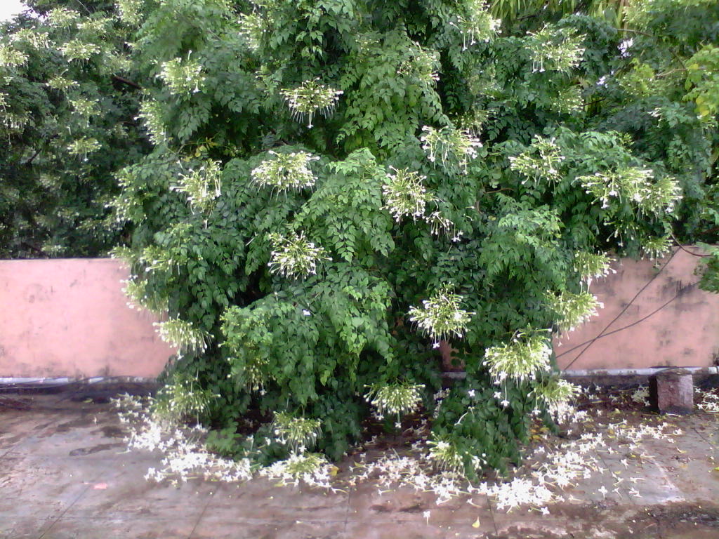 My Photography: మాను సంపంగి / Manu Sampangi Tree with Flowers/Tree ...