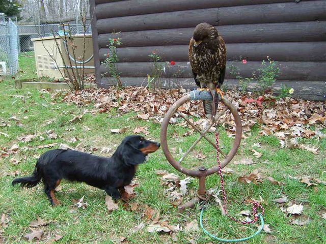 Terrierman's Daily Dose: Show Vs Working Lines: Dachshund