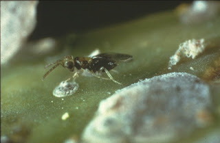 Variety of Life: Prospaltella