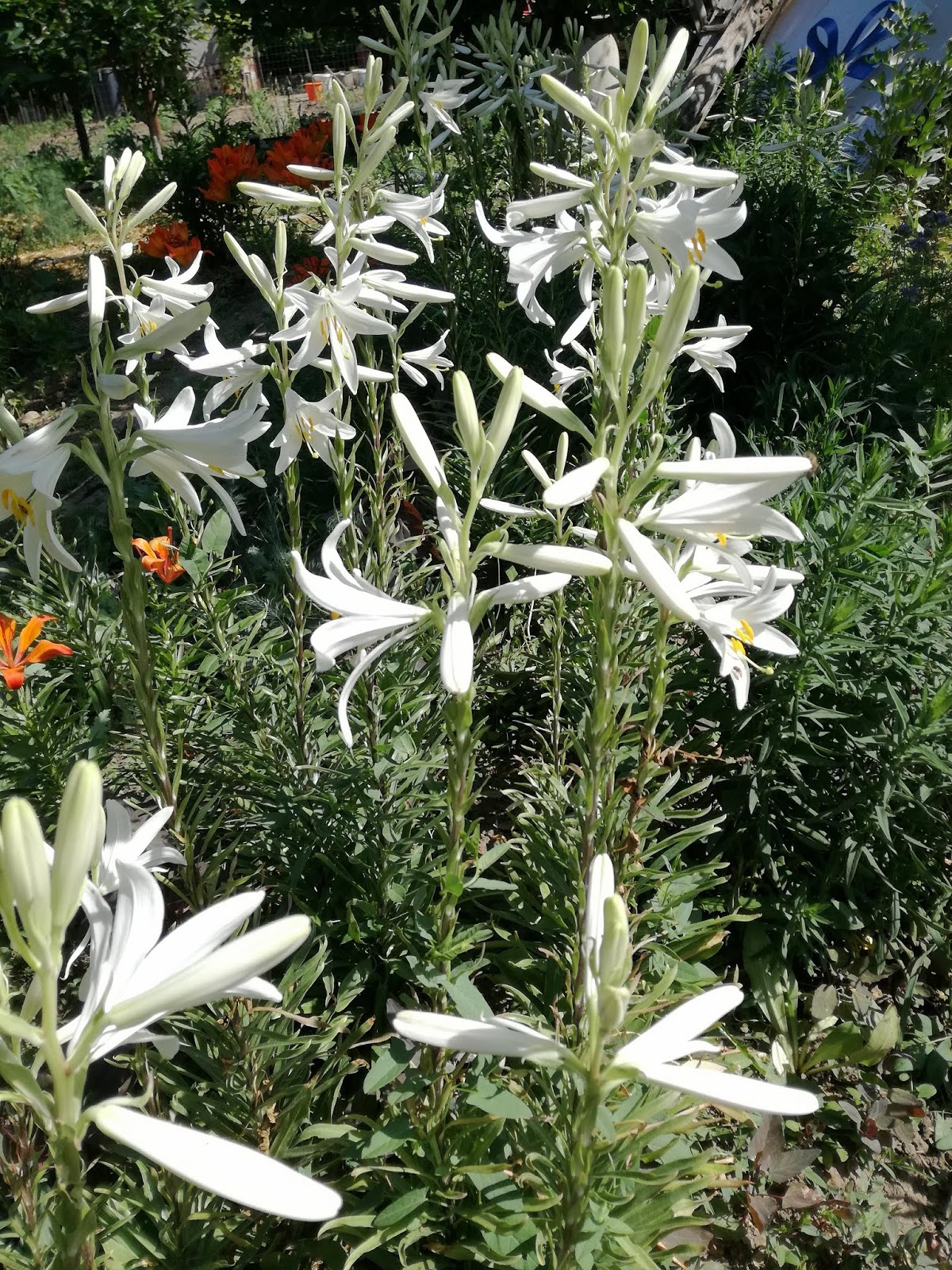 cele patru anotimpuri: Crini albi