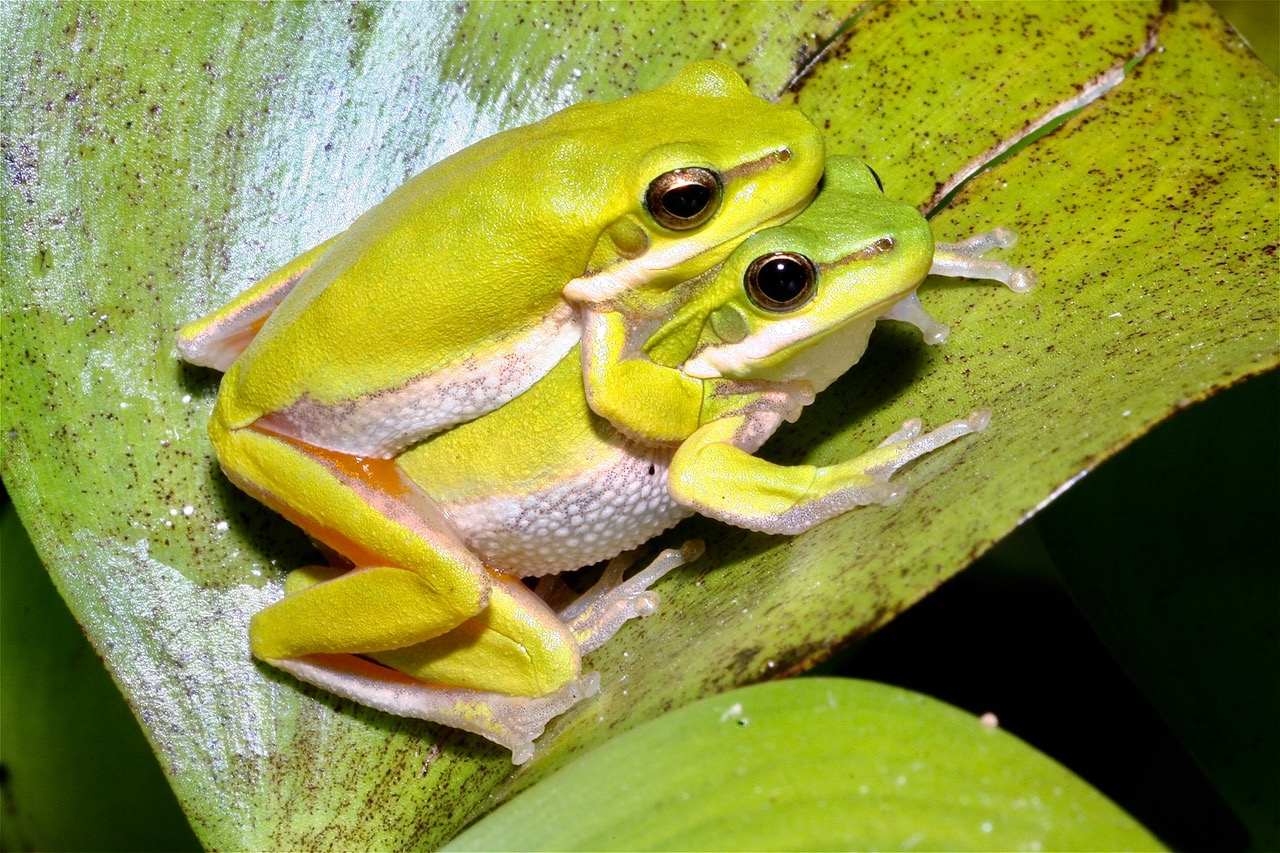 Illawarra frogs | Growing Illawarra Natives