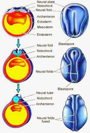 Cold Valentine: Dorsal Hollow Nerve Cord