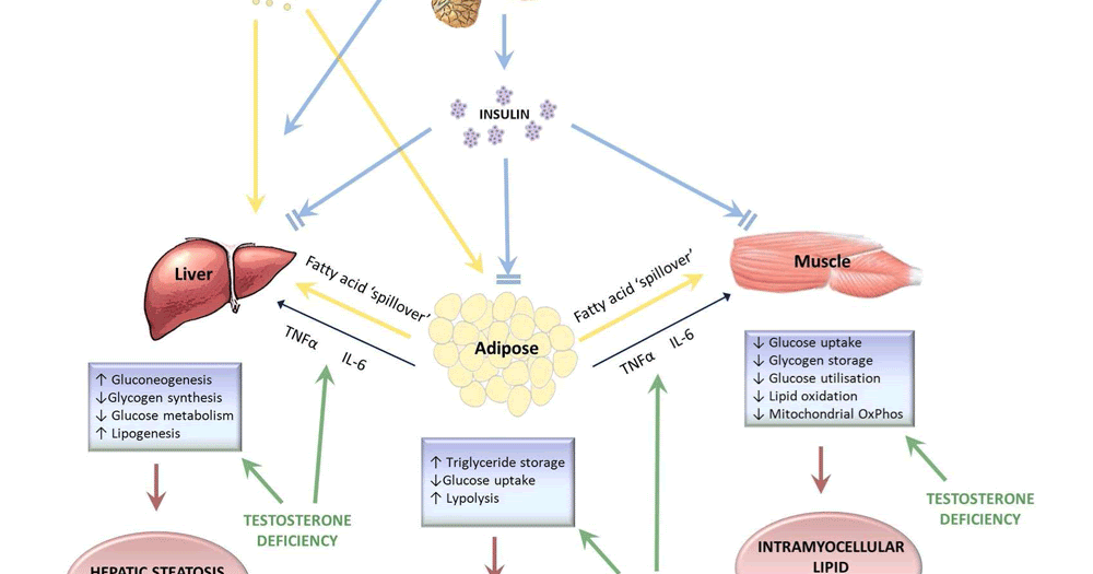 Michael Scally Md Mostly Androgens Obesity Induced Insulin Resistance