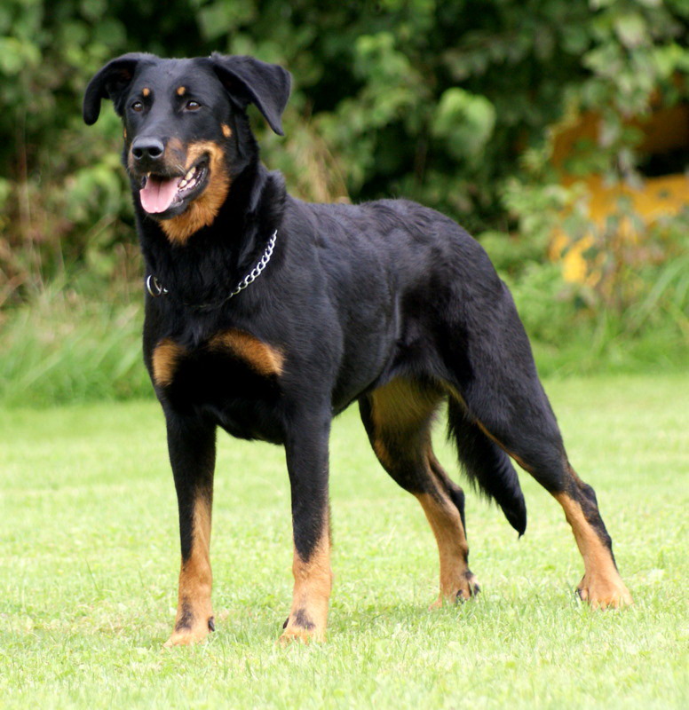 CLUB D'EDUCATION CANINE de HAUTE-CORSE: LE BEAUCERON