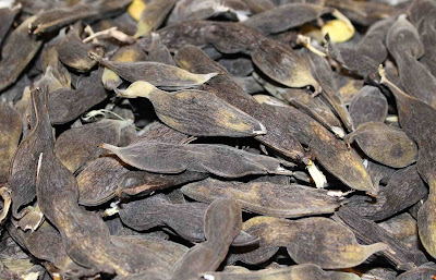 End of Season Review - Fava Beans