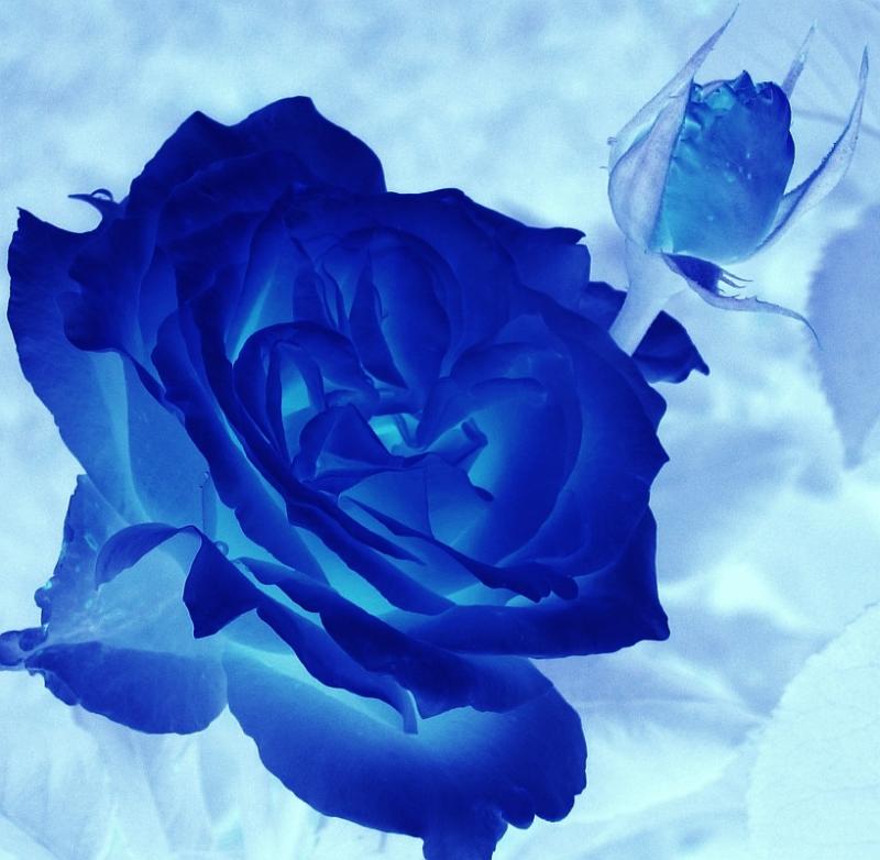 Foto Bunga Mawar biru ( Blue Rose )