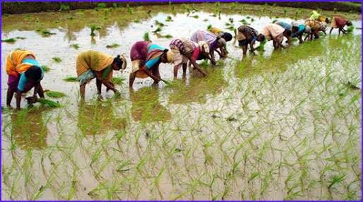 Kokan Safari: Traditional Rice Cultivation in Konkan
