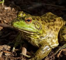 Infounik dan Menarik: Katak-katak jumbo di dunia