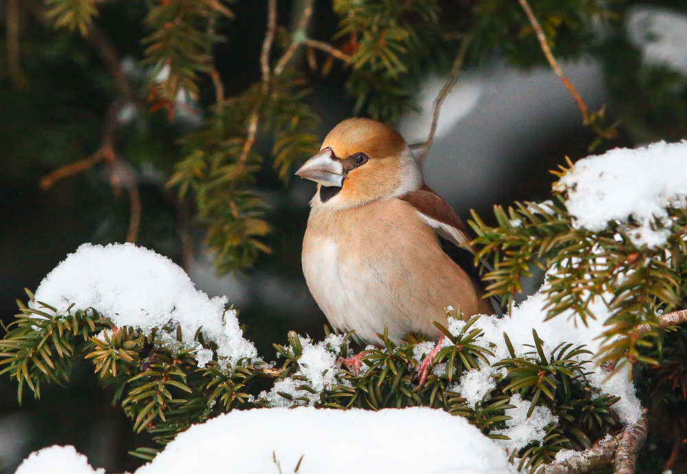 Colyton Wildlife: Birds in the Snow