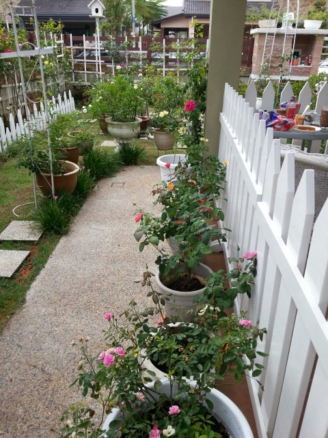 Baru 32+ Bunga Pagar