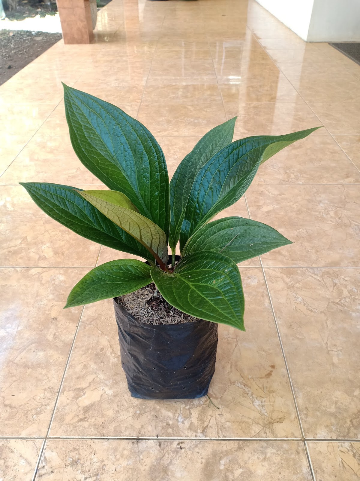 Baru 16+ Tanaman Hias Jemani