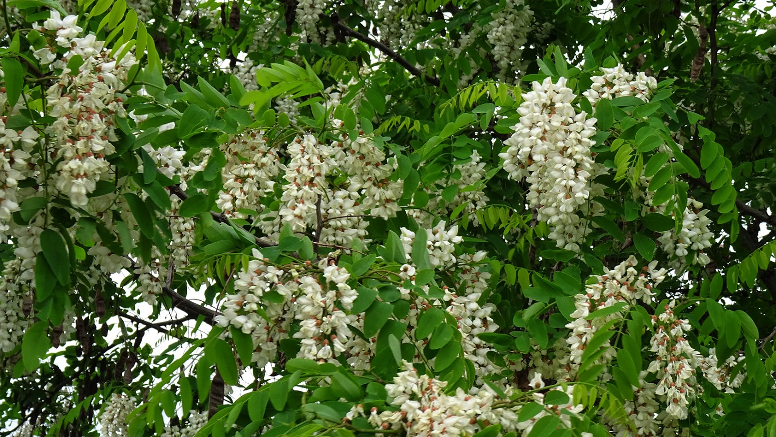 MAP: MELBOURNE STREET TREES 92 - ROBINIA