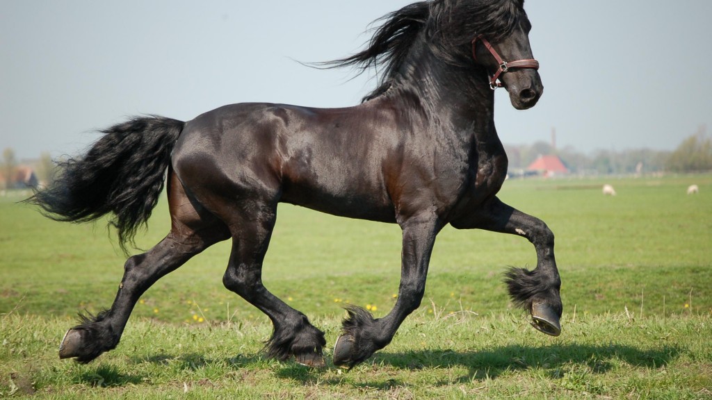 Friesian Horse Breed | Information and Pictures | For | Horse Lovers ...