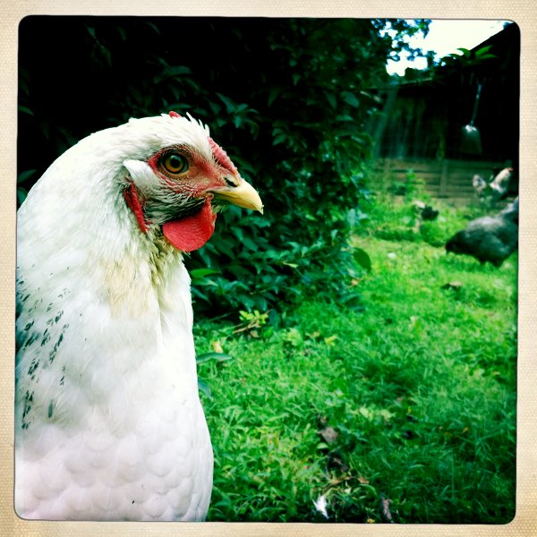 EggCartons.com Roost: About EggCartons.com and our Customers