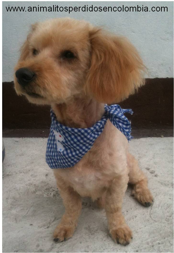 Animalitos Perdidos en Colombia: ENCONTRADO BOGOTÁ - PERRO FRENCH ...