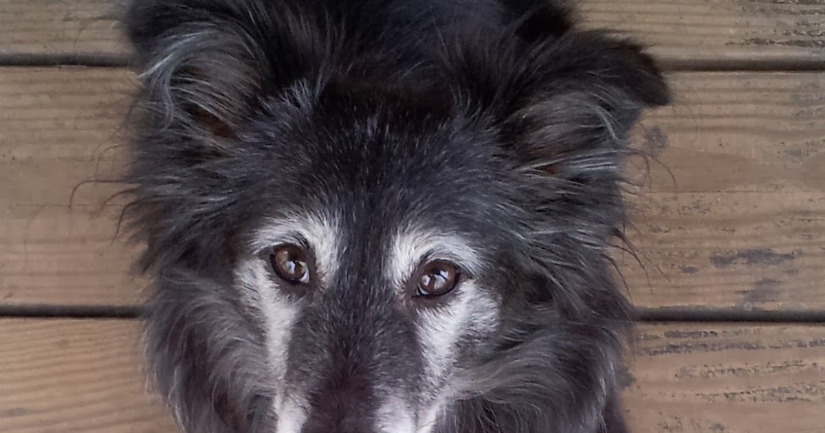 The Days of Johann, an agility dog!: Book review: Dogtripping: 25 ...