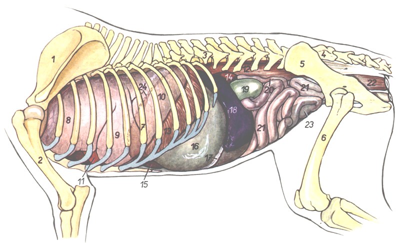 Troszkę o Zwierzętach: Narządy wewnętrzne widziane od strony lewej psa