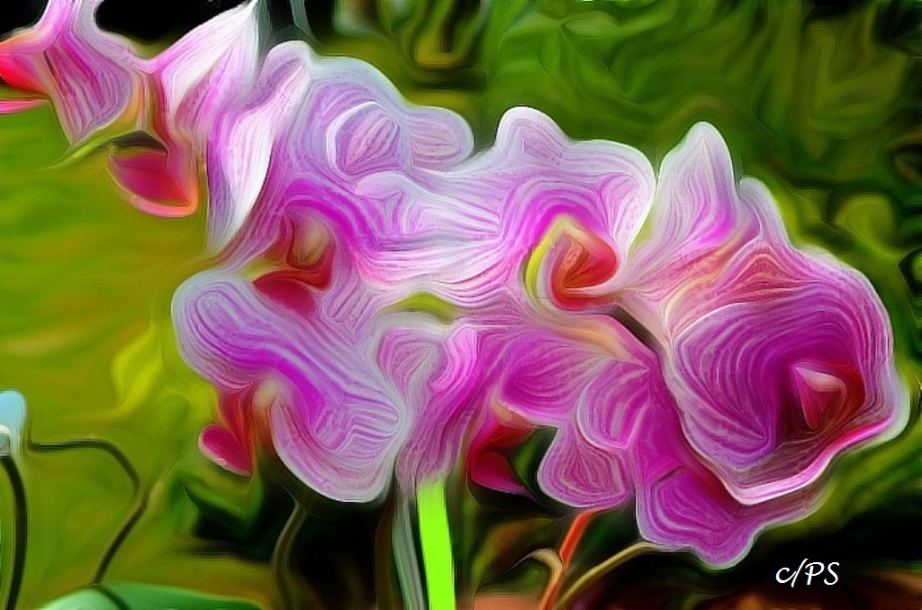 ps-pictureshop: Orchideen, orgideë, orchids, Orhideje, Орхидеи ...