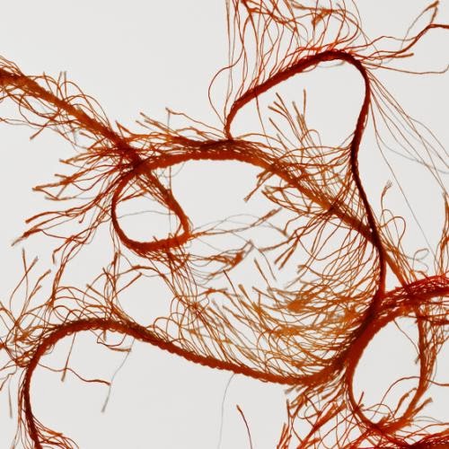 Weird and Wonderful: Photograms