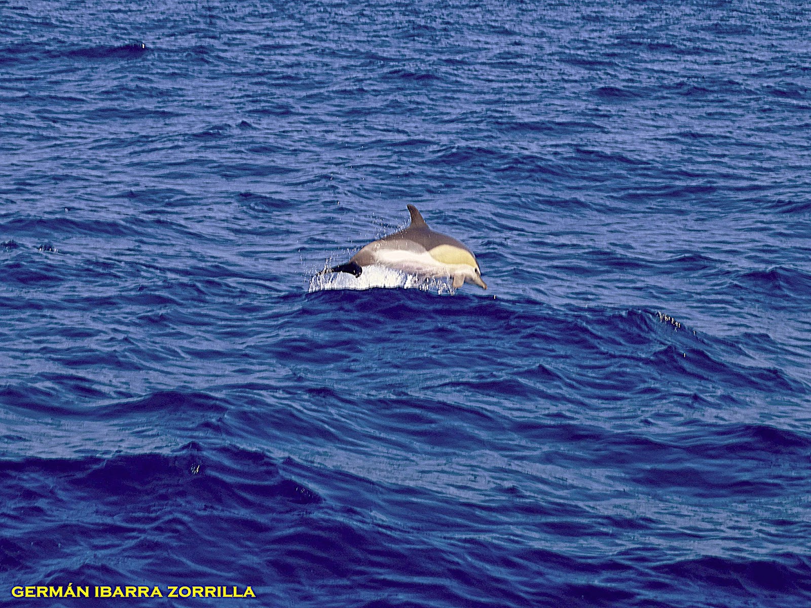 FAUNA COMPACTA el blog de Germán Ibarra Zorrilla: Delfín común ...