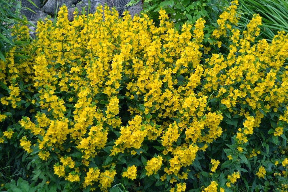 Pirren tuvassa: Puutarhassa