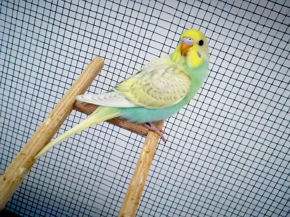 gli insetti: Cocorite