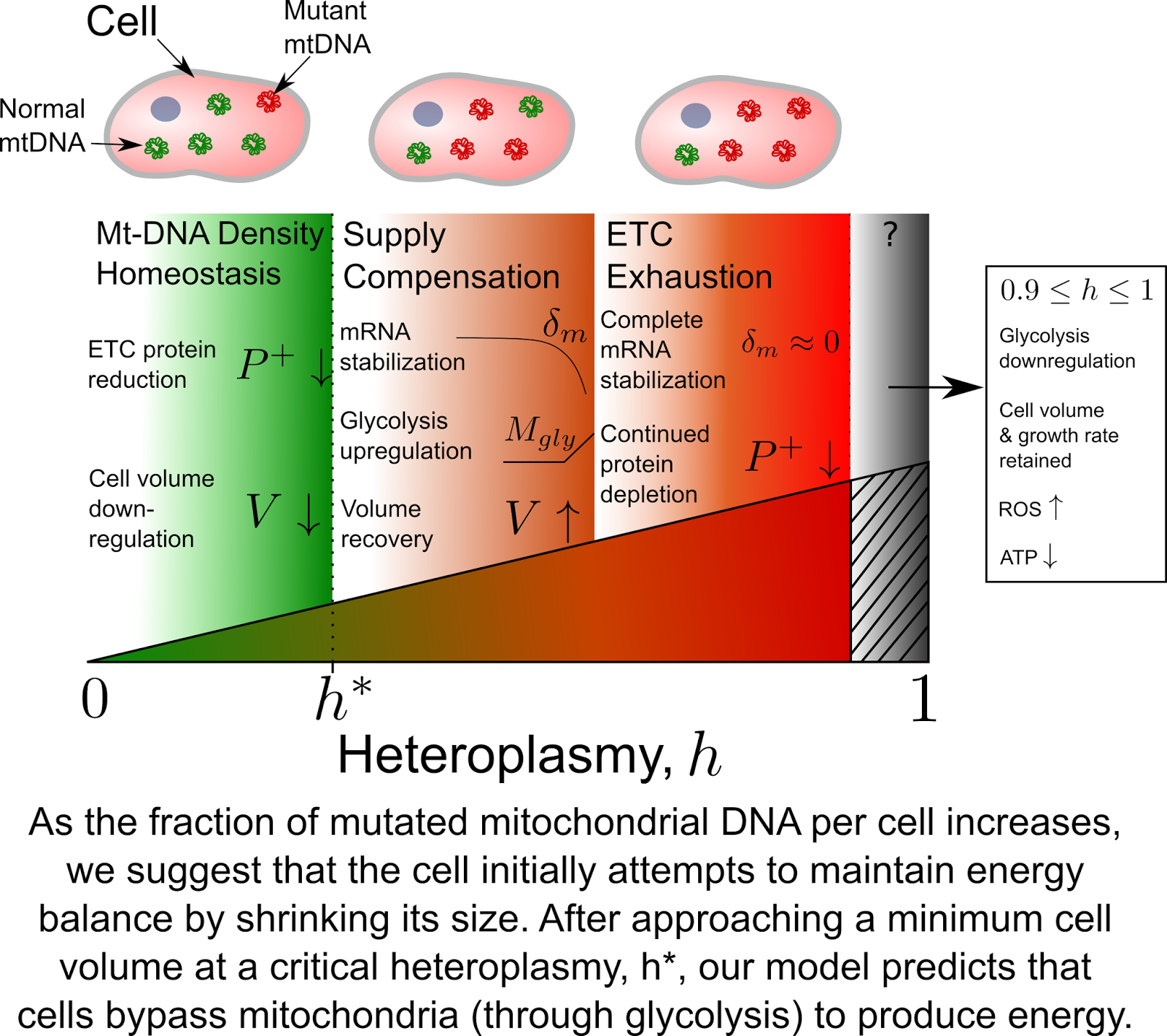 Imperial Mitochondriacs: How cells adapt to progressive mitochondrial ...