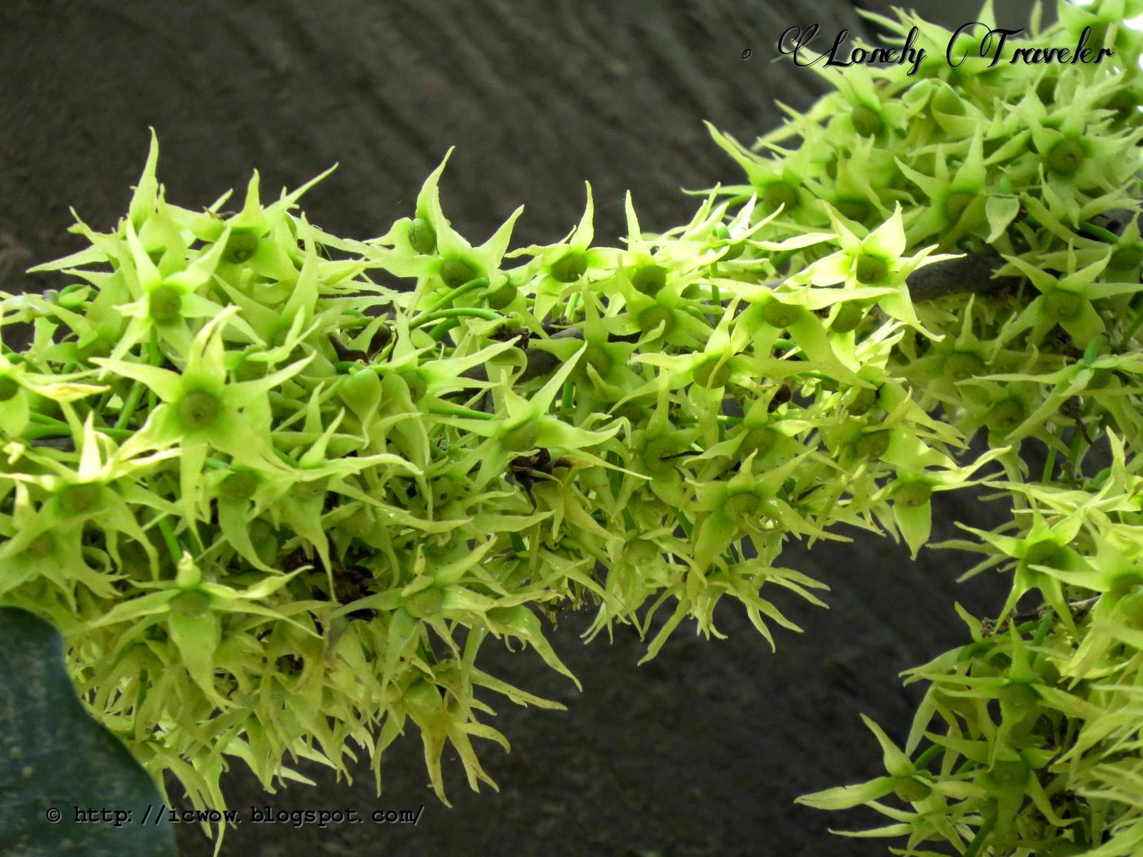 Debdaru ful (দেবদারু ফুল) - Polyalthia longifolia