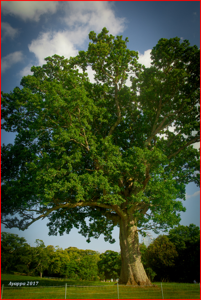 Alberi e dintorni: Rovere