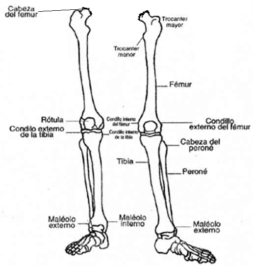 Anatomia Educandario: ESQUELETO AXIAL E APENDICULAR